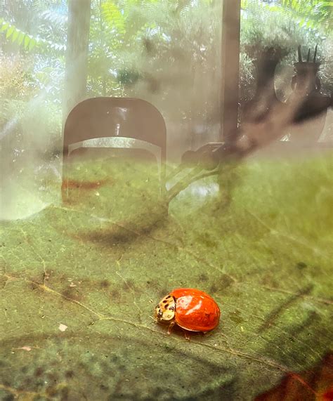 Lady Bug Sits And Remembers By Posthumous Dpchallenge