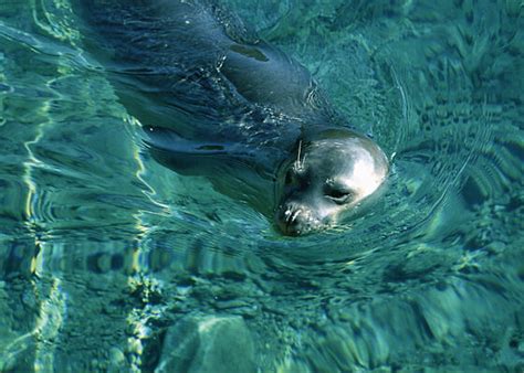 Mediterranean Monk Seal
