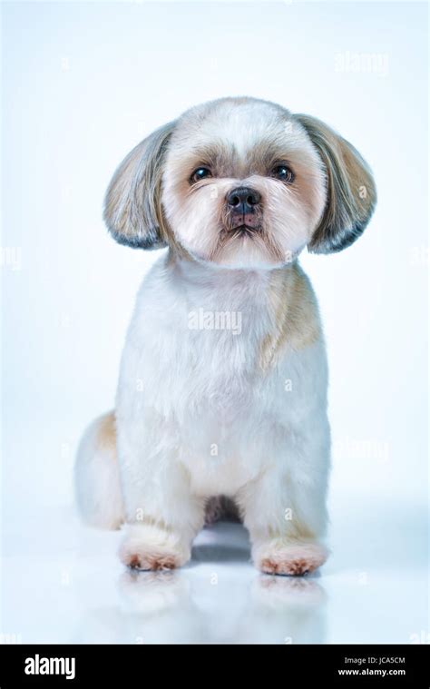 Short Cuts For Shih Tzu
