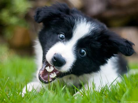 Small Border Collie Windows Theme Wallpaper Preview