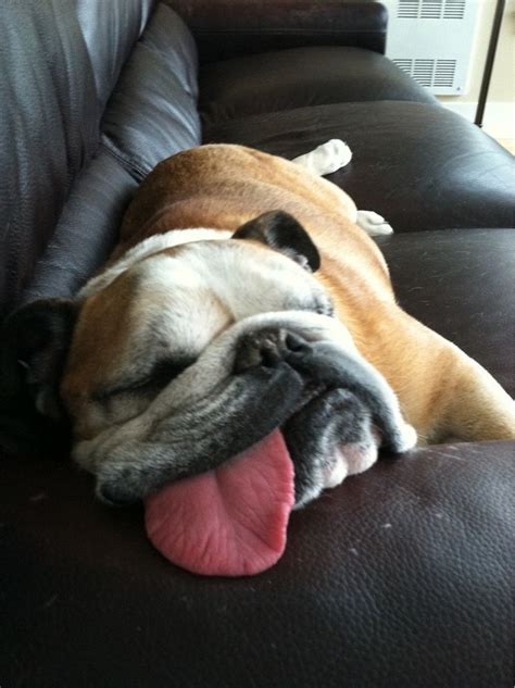 Check Out These 27 Funny Sleeping Animals Cute Animals Sleeping Dogs