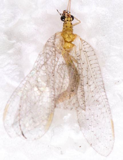 Chrysopa Chi Chrysopa Oculata Bugguide Net