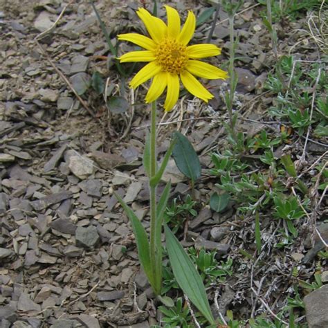 Arctic Arnica Arnica Angustifolia Plant Care And How To Grow Water
