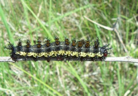 40 Types Of Caterpillars With Spikes Pictures And Identification