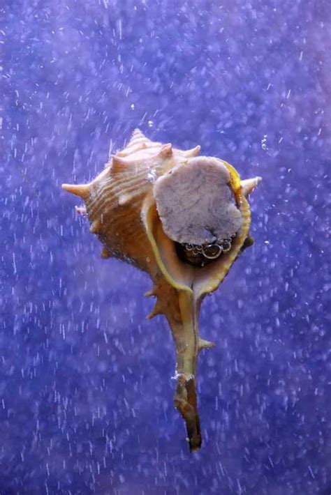 A Dye For Kings What Is Tyrian Purple Thecollector