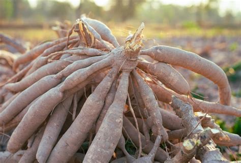 Premium Photo Cassava Roots Sustainable Agriculture Cassava Root In Tropical Farming Food