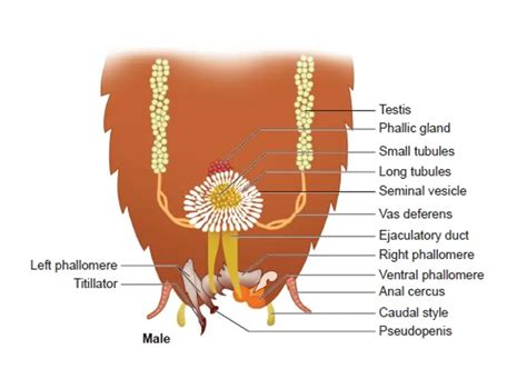 The Anatomy Of Cockroach A Comprehensive Exploration