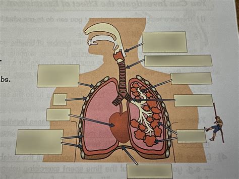 Biology Jan Mocks 2023 Diagram Quizlet