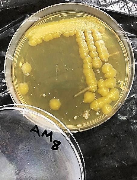 Decipher Uv Light Radiation Tolerance Behavior In Mastitis Recovered