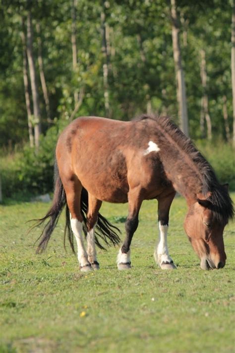 Image Libre Chevaux Poney Prêle Des Champs Ferme Ranch équins
