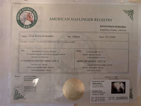 Haflingers Purebreds Part Breds And Mules Facebook