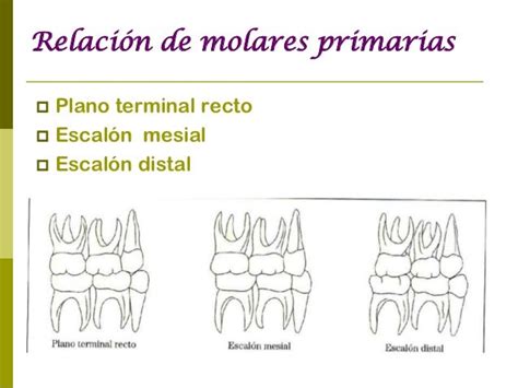 Anatomia Del Diente
