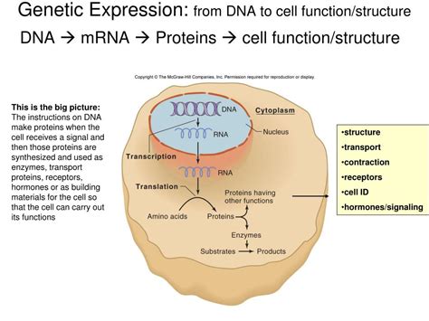 Ppt Understanding Dna Structure Function And Protein Synthesis