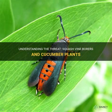Understanding The Threat Squash Vine Borers And Cucumber Plants Shuncy