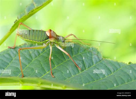 Steppe Saddle Grasshopper Saddle Backed Bush Cricket Ephippiger
