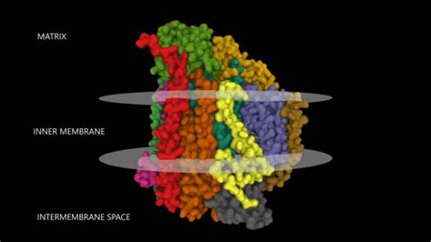 270 Membrane Cartoon Stock Videos And Royalty Free Footage Istock