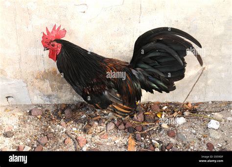 Key West Rooster Banque De Photographies Et Dimages à Haute Résolution