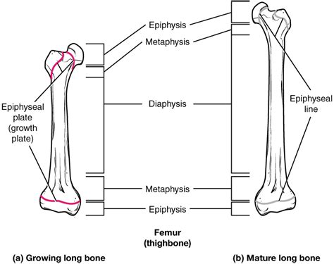 Openstax Anatphys Fig619 Epiphyseal Plate Line English Labels