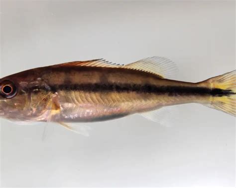 Cichla Temensis Facts Diet Habitat And Pictures On Animaliabio