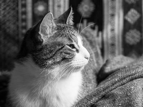 黑白虚化背景室内可爱宠物猫高清图片下载风格黑白图片乐美图网
