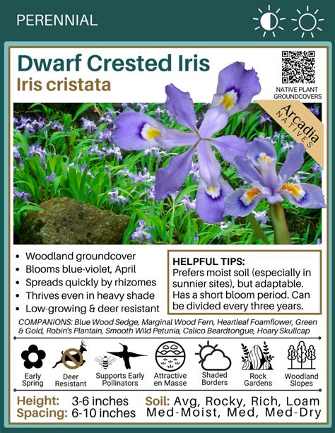 Iris Cristata Dwarf Crested Iris Arcadia Natives
