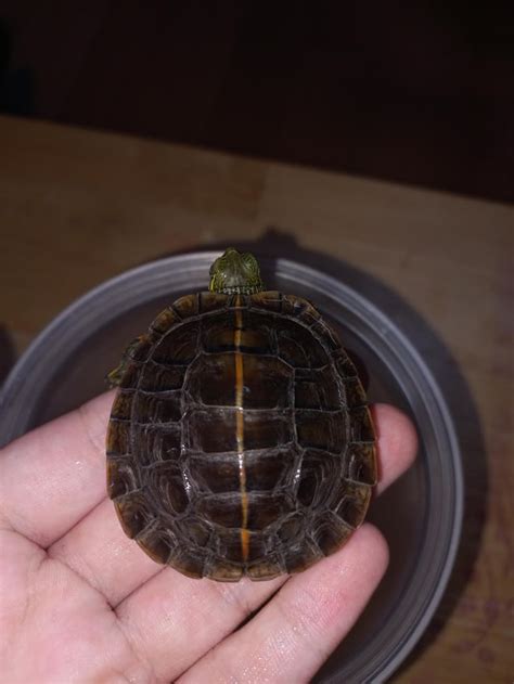 Whats Up With My Turtles Shell Rturtle