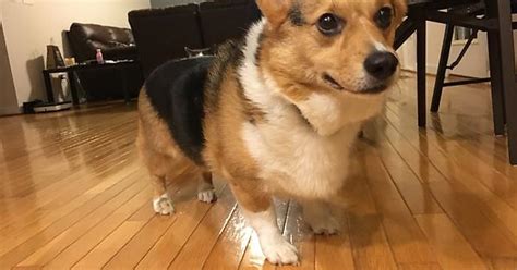 Corgis Victory Over Ivdd Paralysis To Get Back To His One True Love
