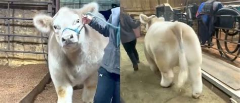 Jelang Idul Adha Penampakan Sapi Gemoy Ini Bikin Netizen Heboh