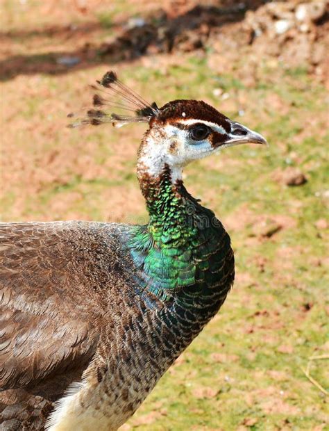 Peacock Hen Stock Image Image Of Feather Focus Female 45851871
