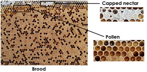 3 A Frame With Capped Nectarhoney White Cells Pollen Yellow