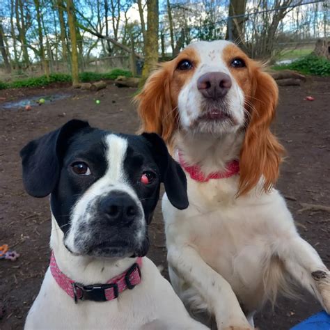 Rosie And Socks Spaniel X And Cocker Spaniel Wellingborough Dog