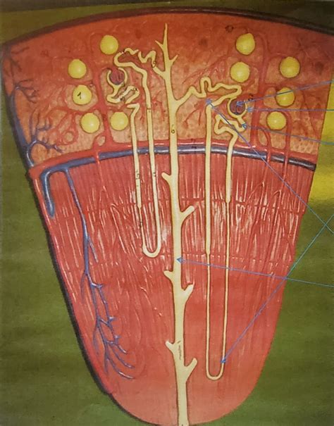 Nephron Model Diagram Quizlet