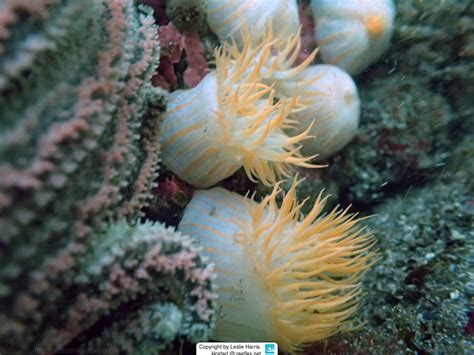 Anthothoe Chilensis White Stinging Anemone
