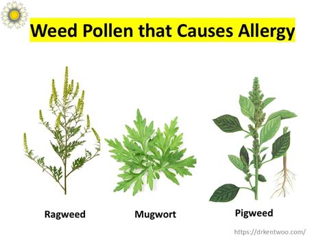 Weed And Grass Pollen Allergy Cross Reactive Foods