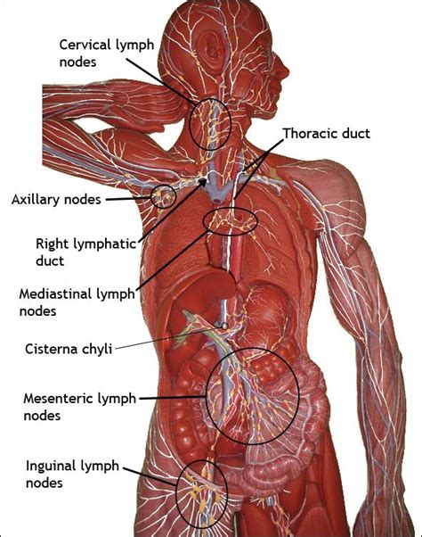 Lymphatic System Model Labeled