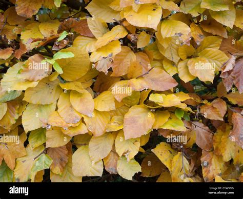 Copper Beech Tree Hedge At Indiana Schneider Blog