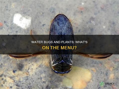 Water Bugs And Plants Whats On The Menu Shuncy