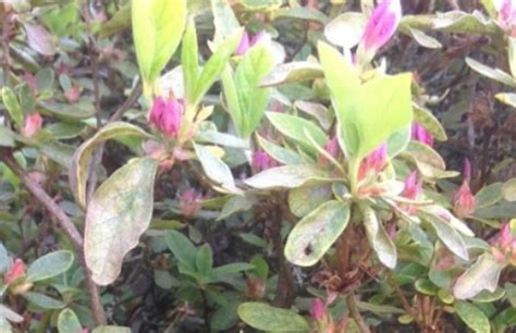 Tree Leaf Spot Diagnosis And Treatment In Portland Tillis Tree Care