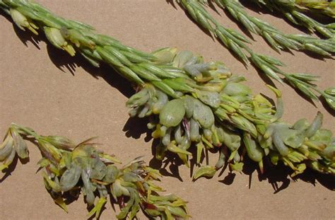 Maize Corn Diseases And Pests Description Uses Propagation