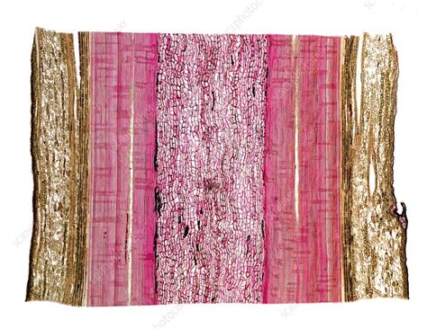 Scots Pine Pinus Sylvestris Stem Stock Image C0249240 Science