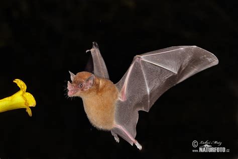 Leaf Nosed Bat Photos Leaf Nosed Bat Images Nature Wildlife Pictures