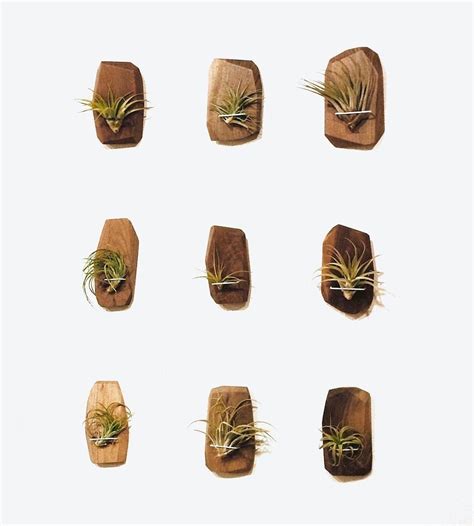 15 Best The Ultimate Guide To Creating And Caring For Air Plant Wall Art