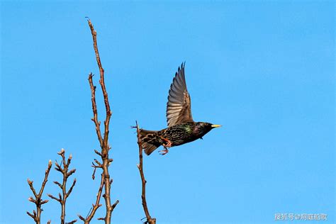 小鸟翠翎短，穿花背影红。翩如斜剃影，怯受过襟风 搜狐大视野 搜狐新闻