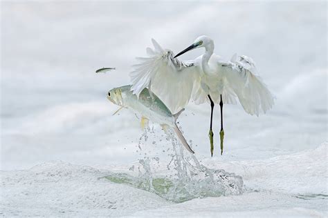 12 Outstanding Bird Winners From The 2024 Natures Best Photography Awards