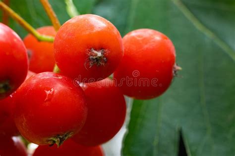 Rowan Branches With Ripe Fruits Close Up Red Rowan Berries On The
