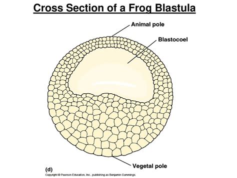 Blastula Of Frog