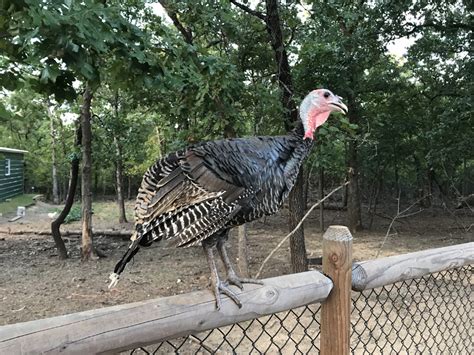 Heritage Standard Bronze Turkey Poults Cackle Hatchery®