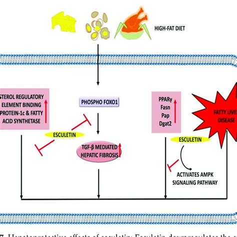 Synthesis Of Esculetin From Glucose Download Scientific Diagram