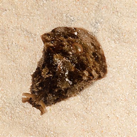 Dolabella Auricularia ślimak Dolabella Coral Land