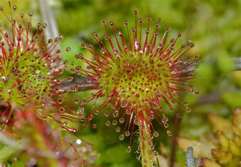 Drosera Rotundifolia Průvodce Péčí Od Odborníků A Tipy Pro Začátečníky